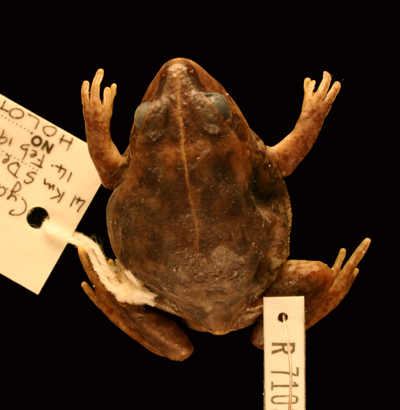 Cyclorana vagitus | Field Guide and Catalogues