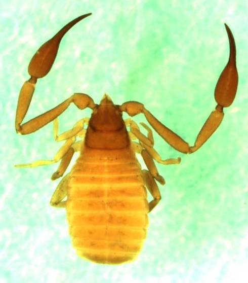 Cheliferidae Risso, 1827 | Field Guide and Catalogues