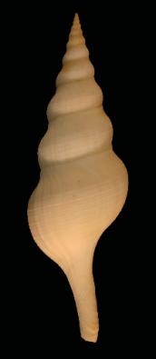 Fusinus westralis | Field Guide and Catalogues