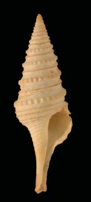 Gemmula dampierana | Field Guide and Catalogues