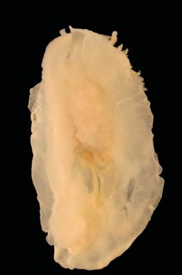 Halgerda theobroma | Field Guide and Catalogues