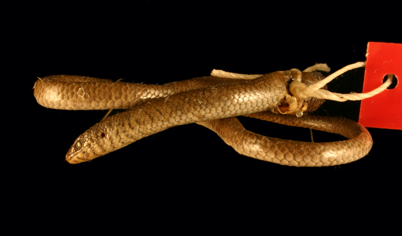 Delma australis | Field Guide and Catalogues