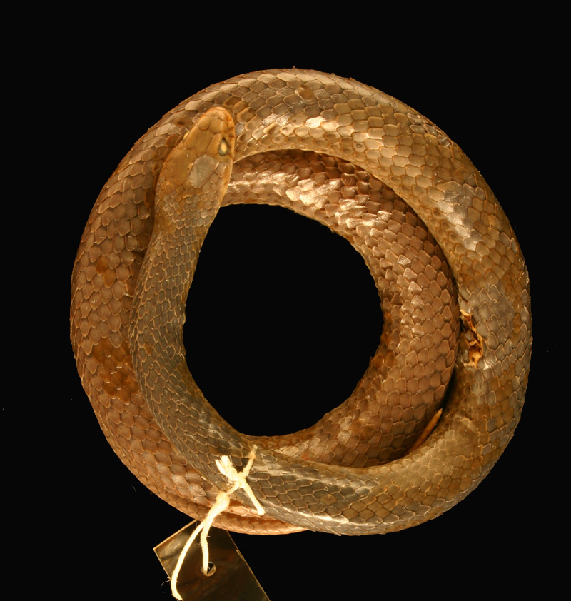 Demansia simplex | Field Guide and Catalogues
