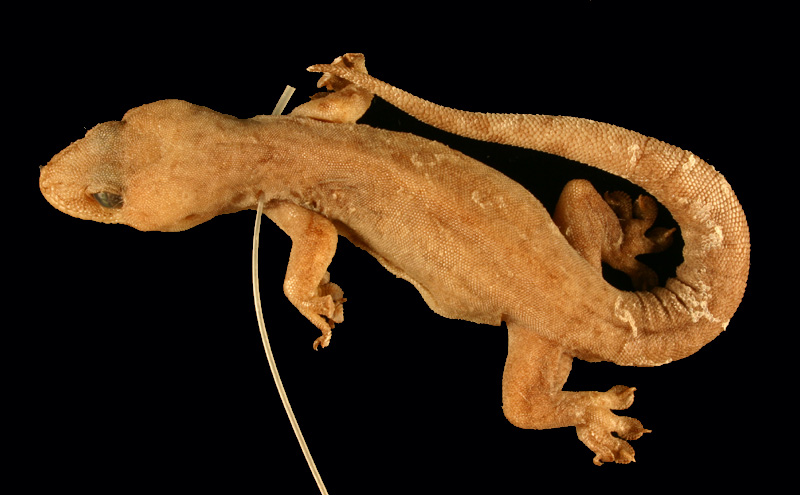 Gehyra purpurascens | Field Guide and Catalogues