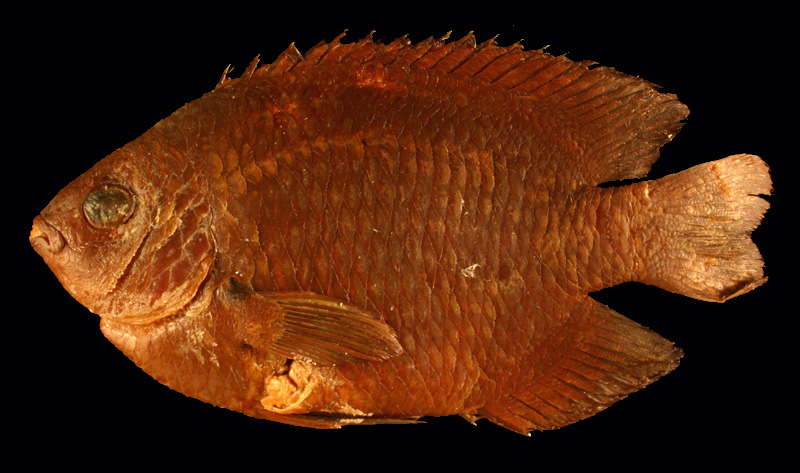 Pomacentrus arabicus | Field Guide and Catalogues