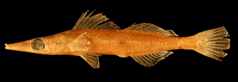 Siphonognathus caninus | Field Guide and Catalogues