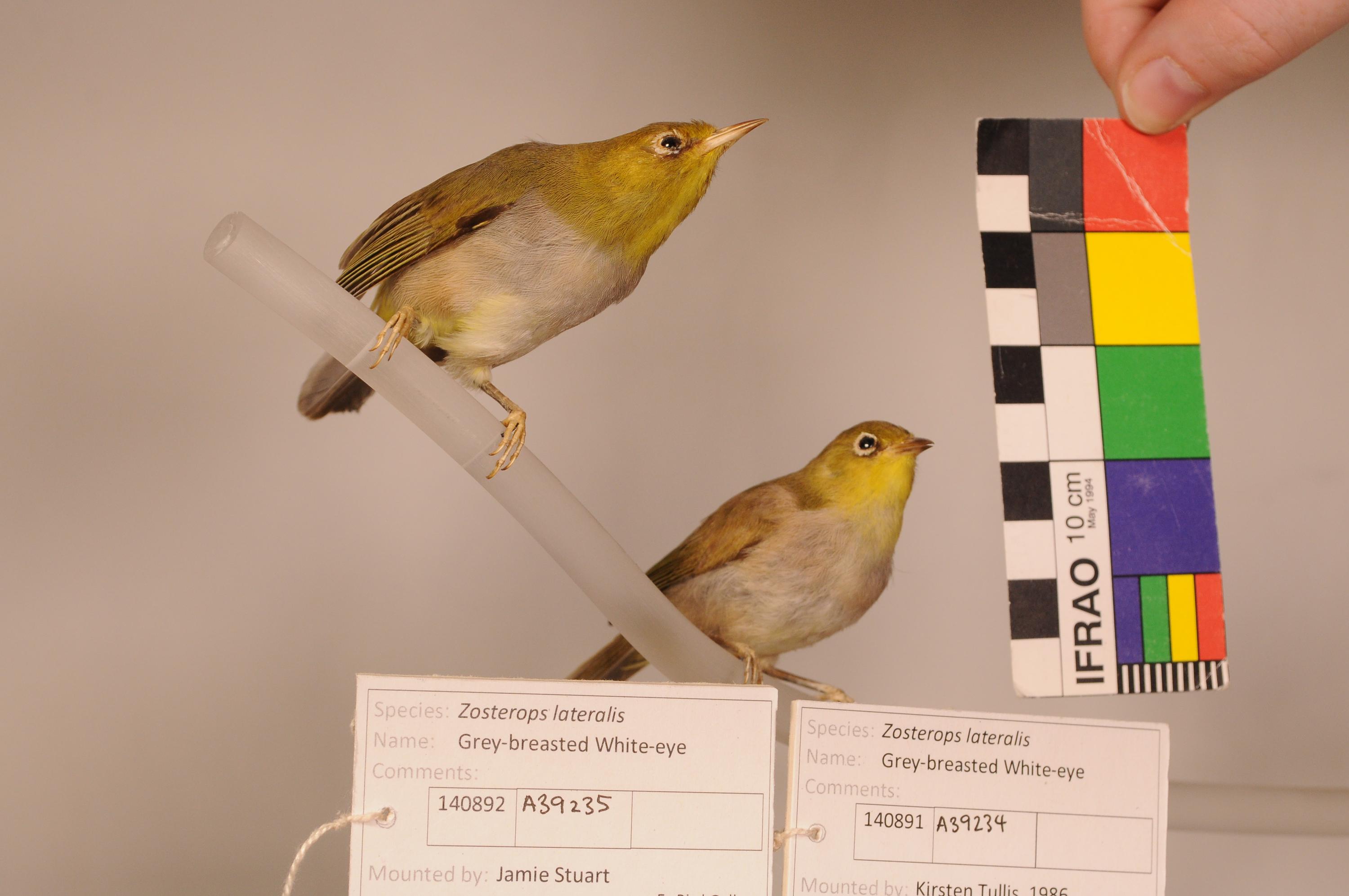 Zosterops lateralis | WA Museum Collections