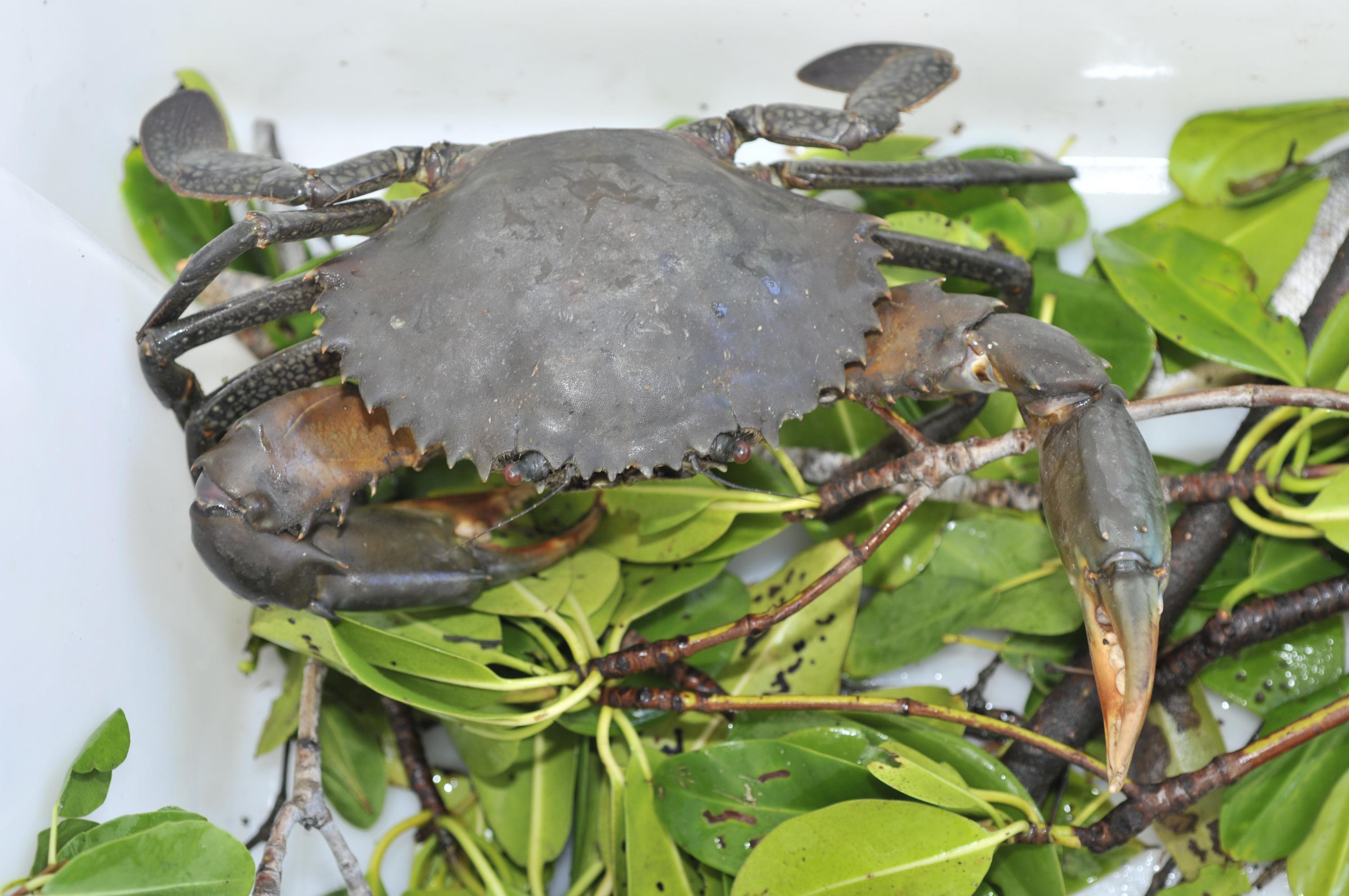 Scylla serrata | WA Museum Collections