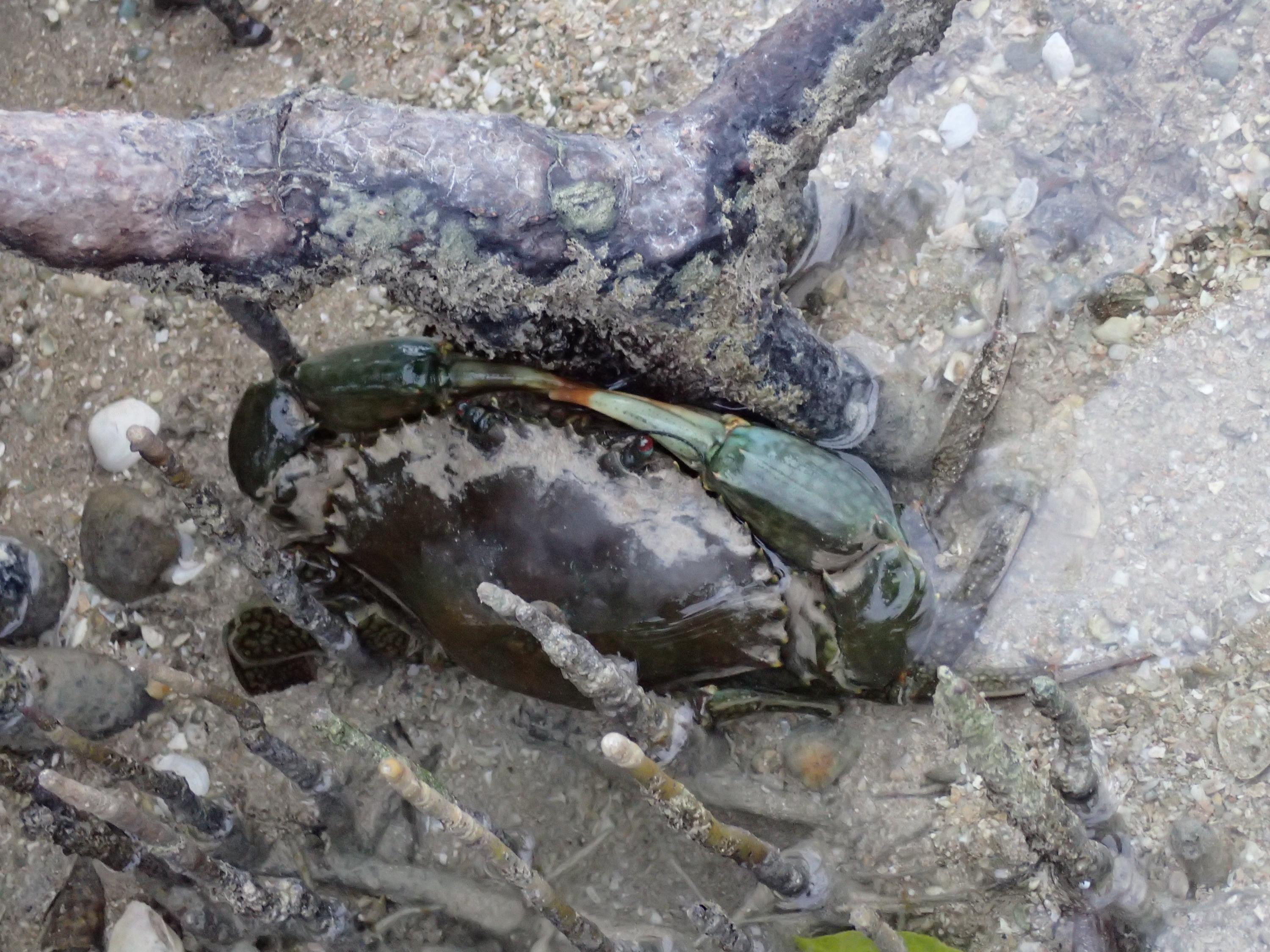 Scylla serrata | WA Museum Collections