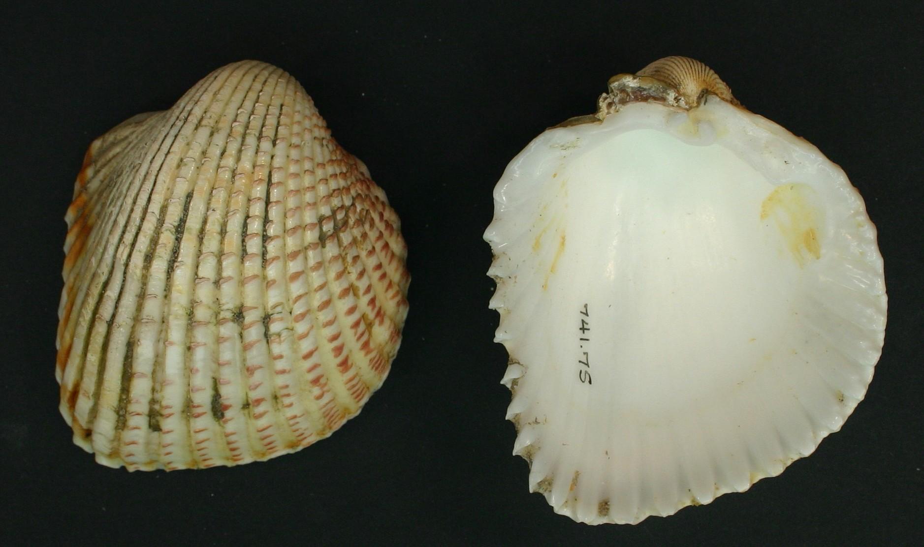 Fragum unedo | WA Museum Collections