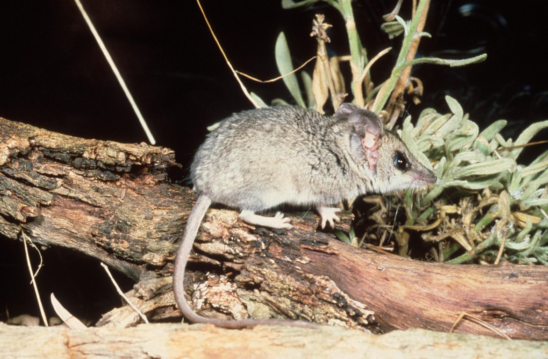 Sminthopsis ooldea | WA Museum Collections