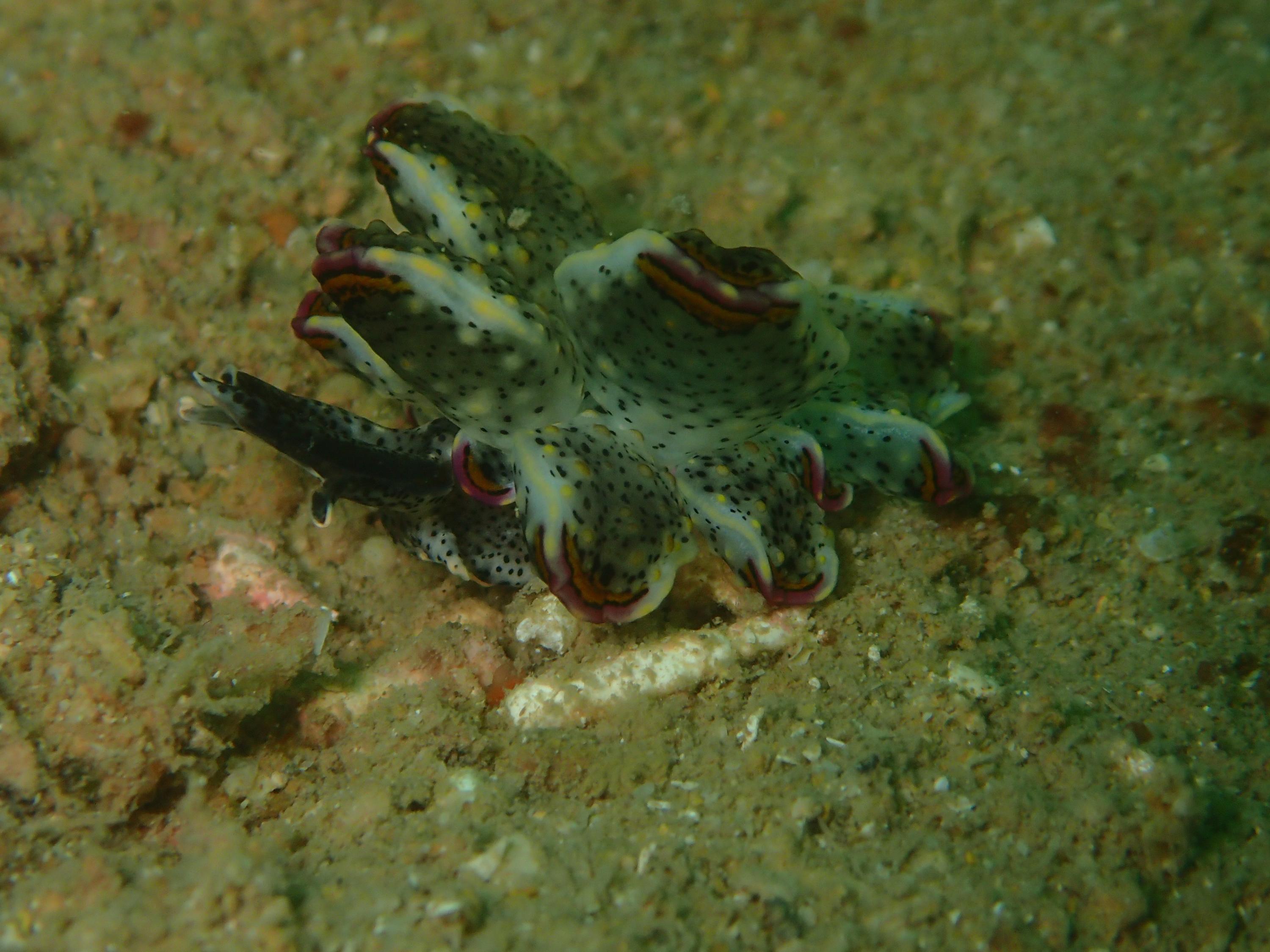 Cyerce kikutarobabai | WA Museum Collections