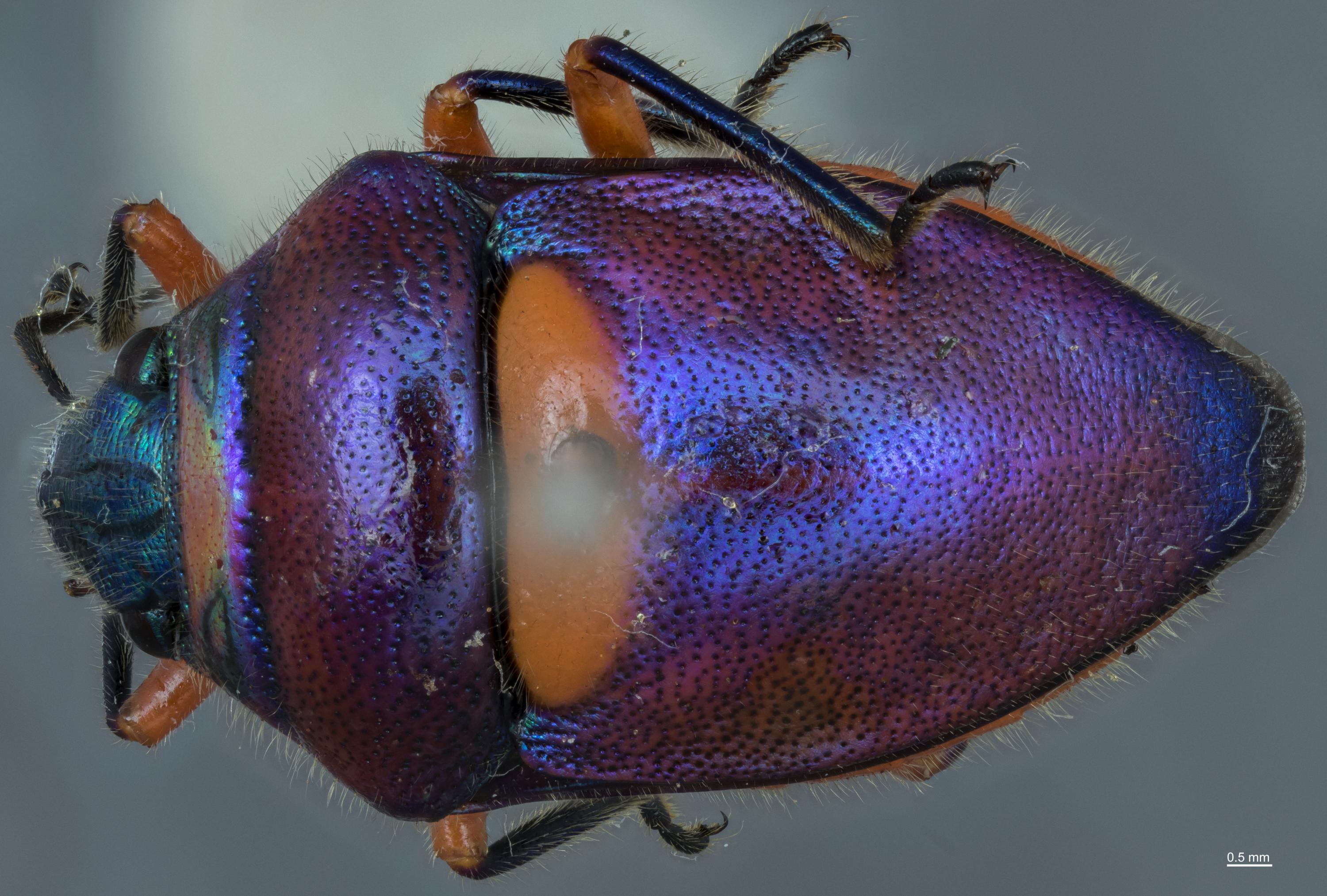 Lampromicra senator | WA Museum Collections