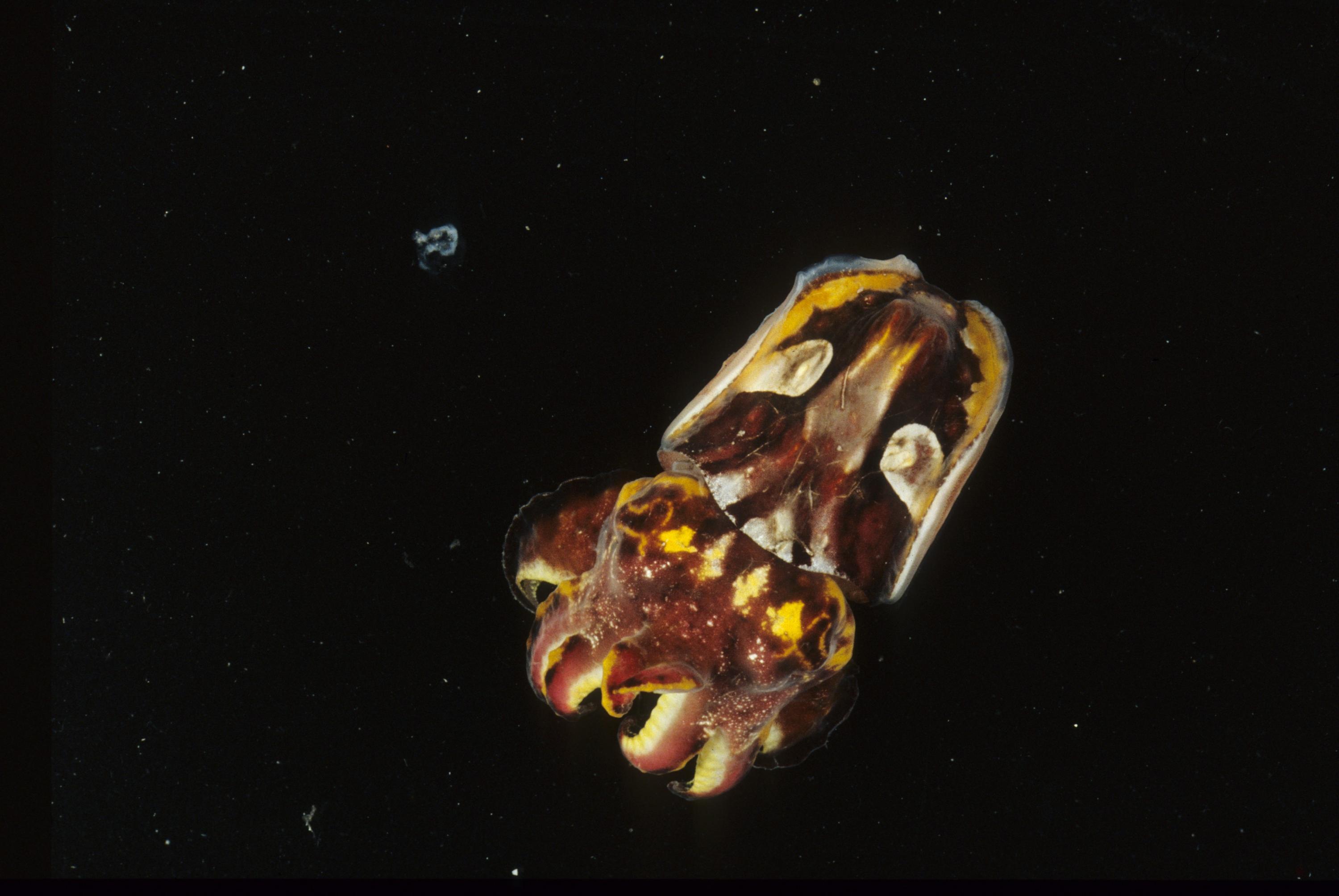 Metasepia pfefferi | WA Museum Collections