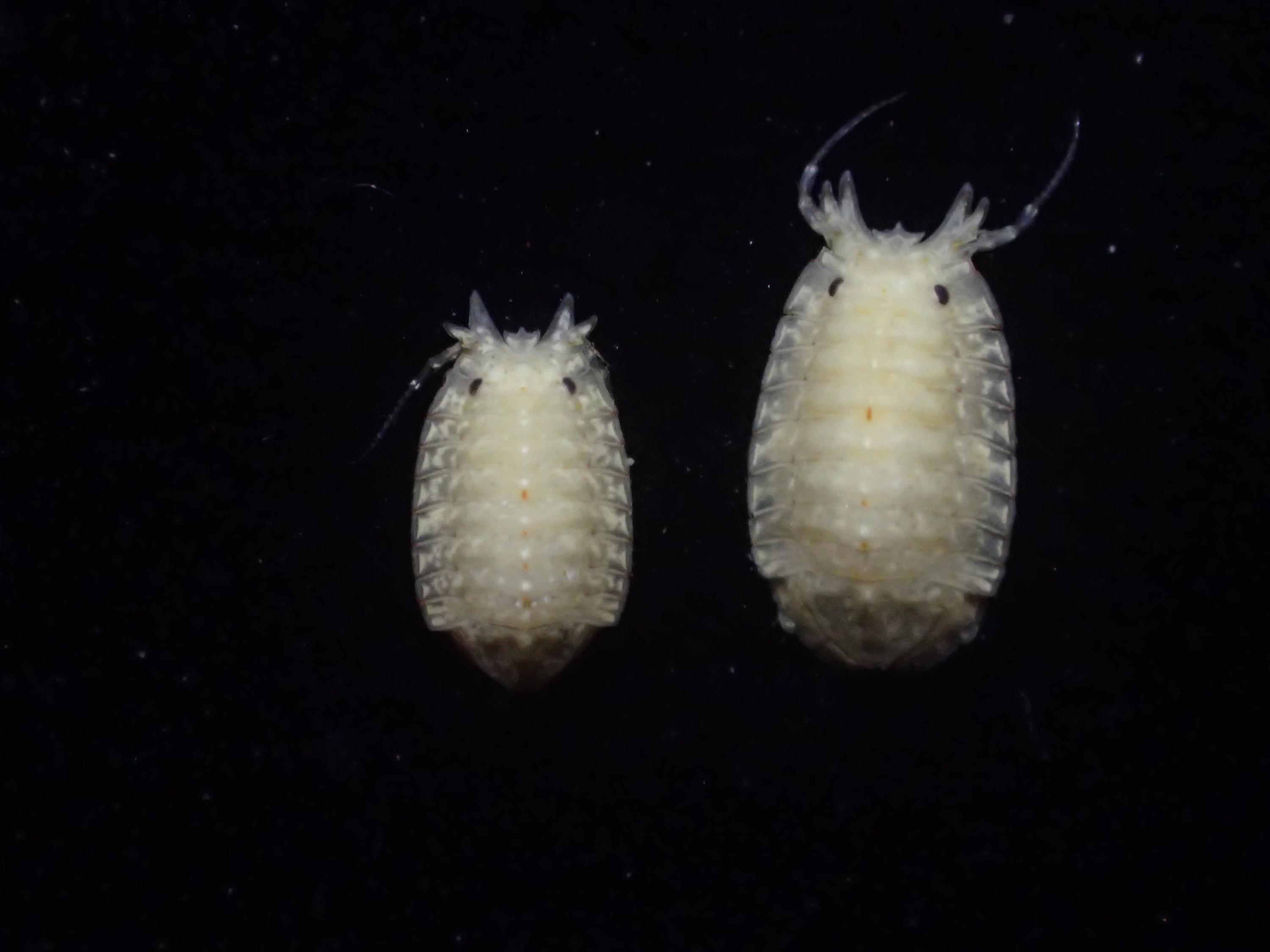 Agostodina munta | WA Museum Collections