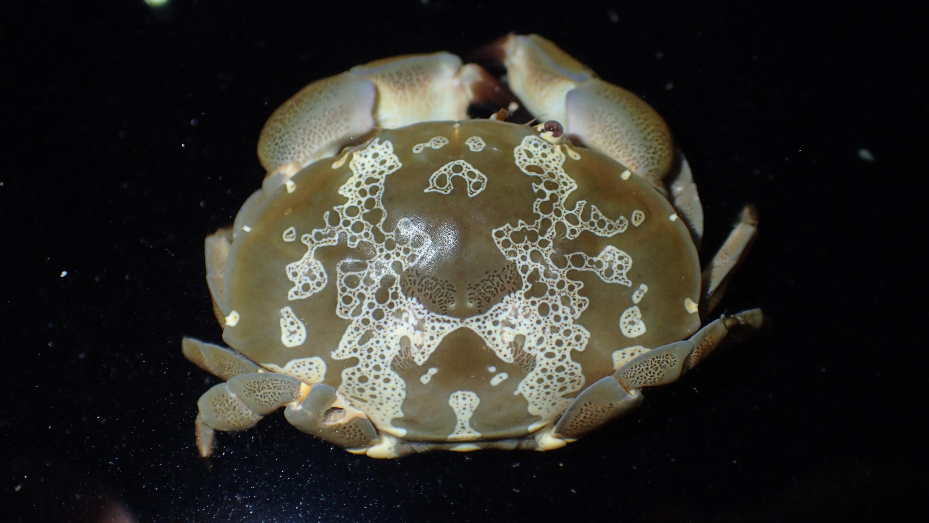 Atergatis floridus | WA Museum Collections