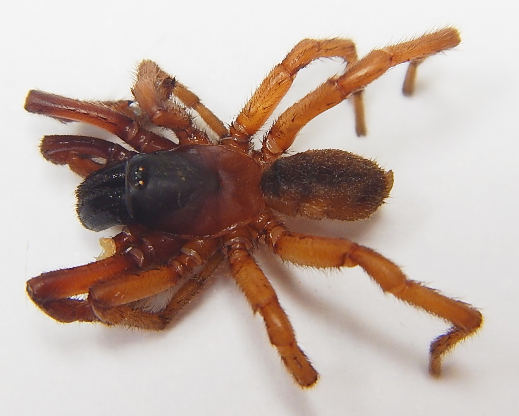 Aname mellosa | WA Museum Collections