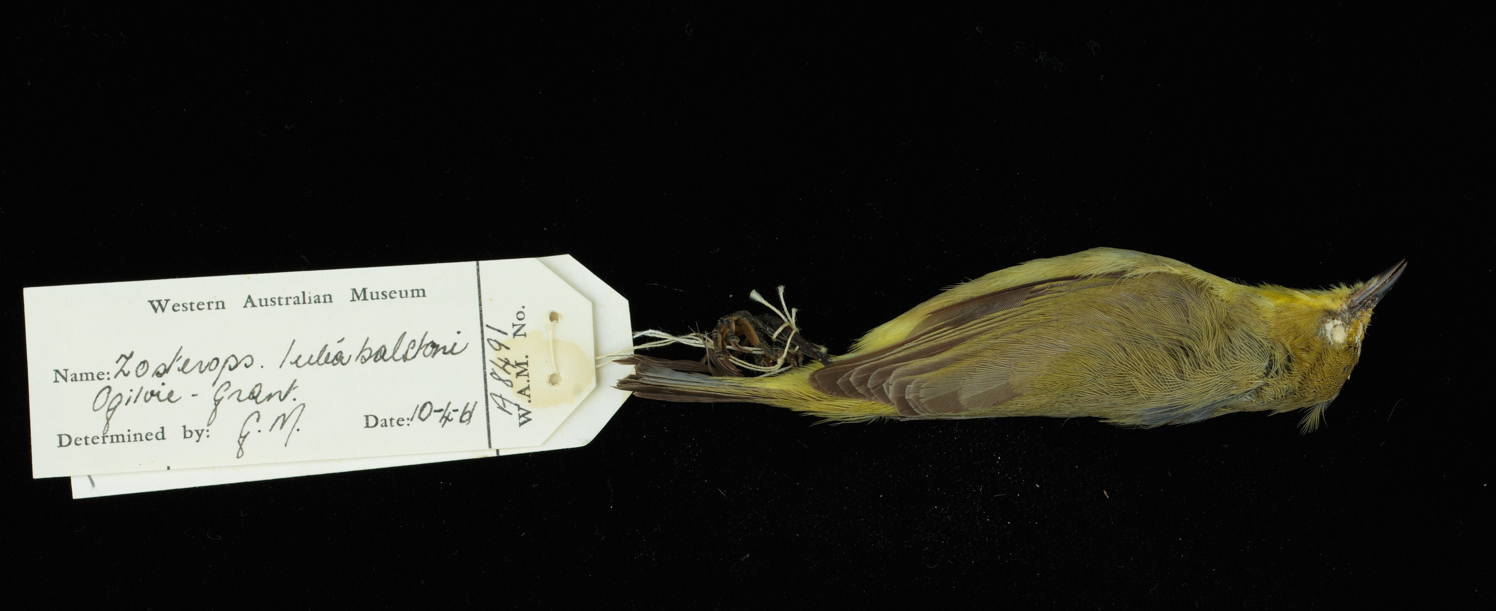 Zosterops luteus | WA Museum Collections