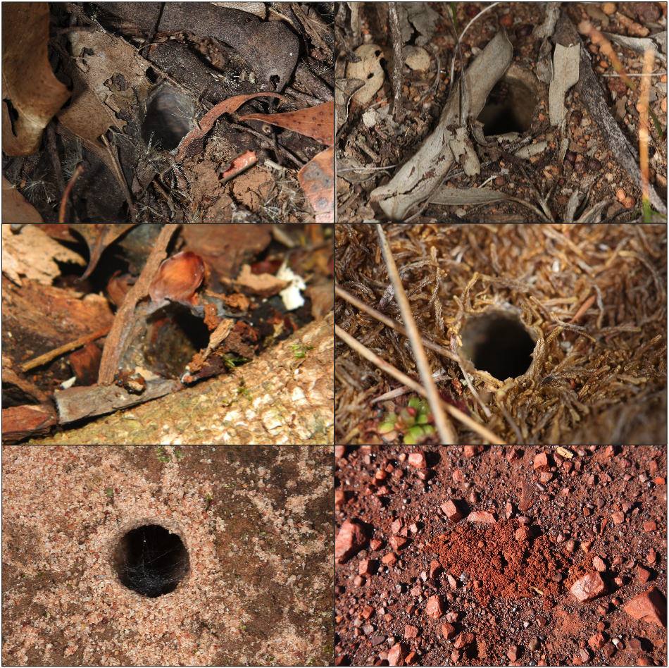 Chenistonia `MYG466` | WA Museum Collections