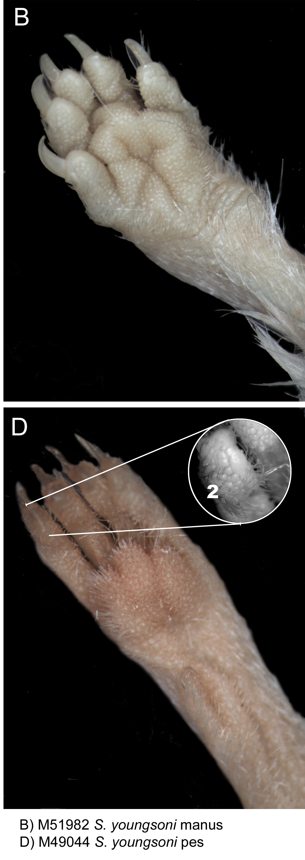 Sminthopsis youngsoni | WA Museum Collections