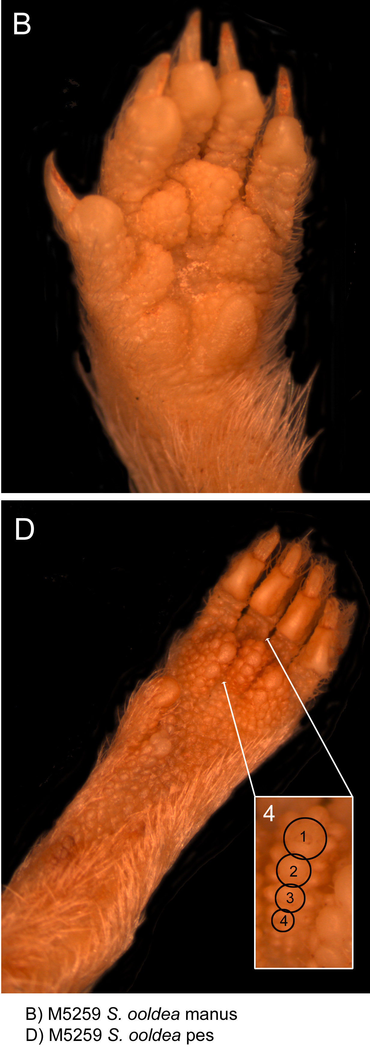Sminthopsis ooldea | WA Museum Collections