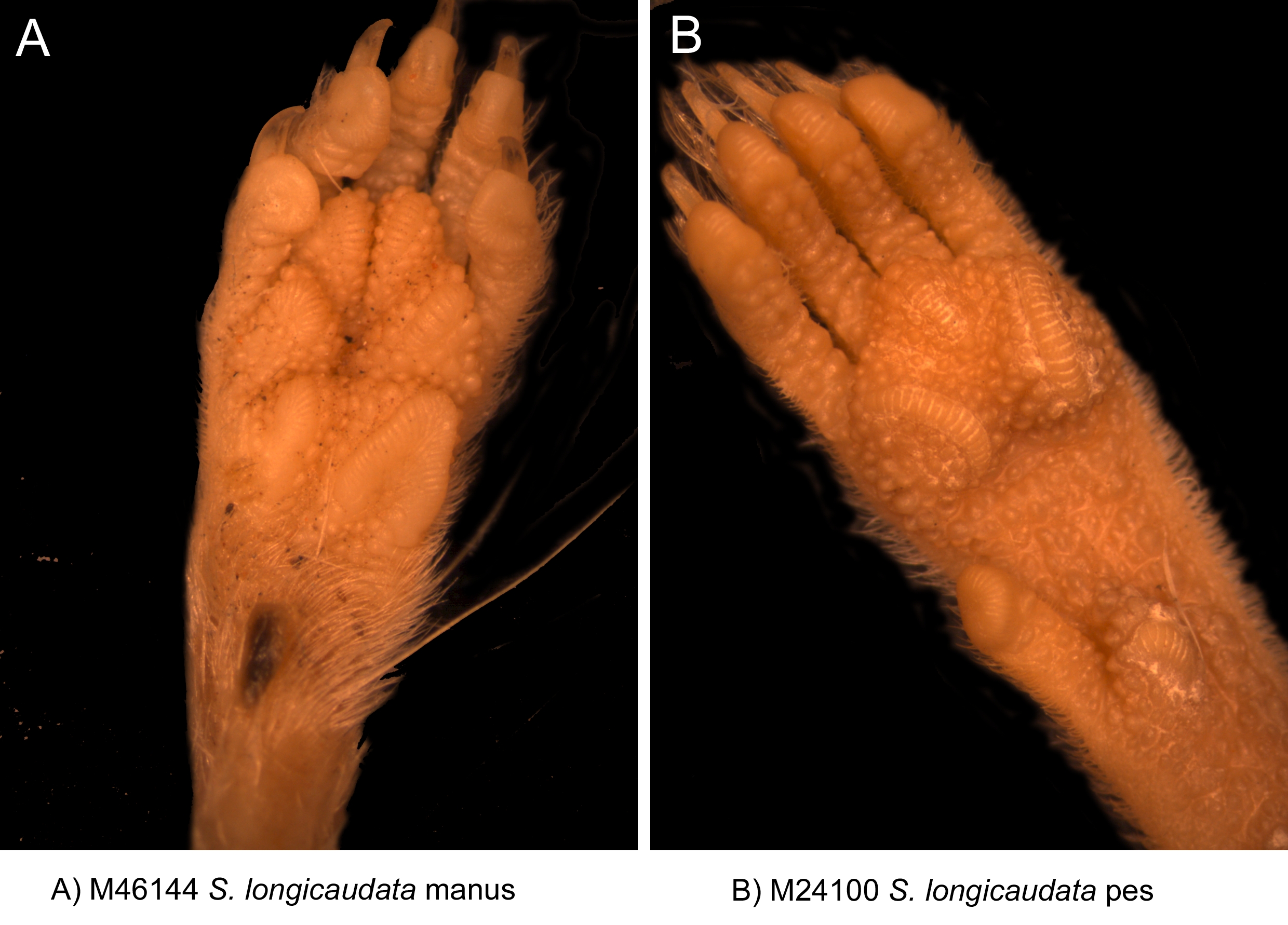 Sminthopsis longicaudata | WA Museum Collections