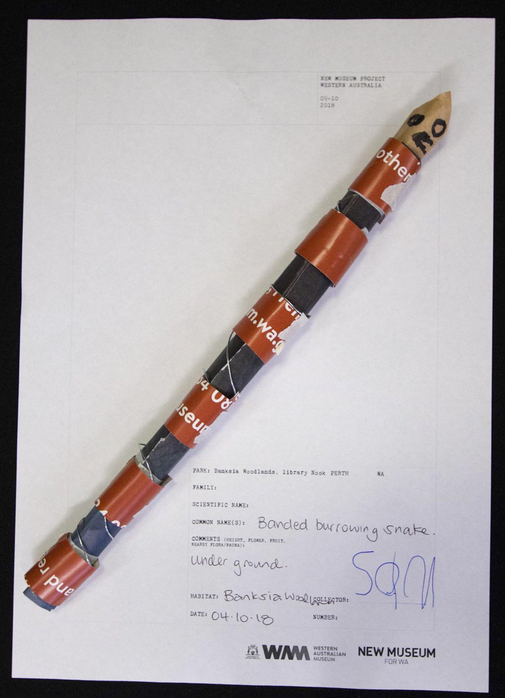 Banded Burrowing Snake | Western Australian Museum