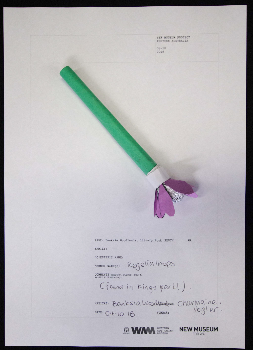 Regelia inops | Western Australian Museum