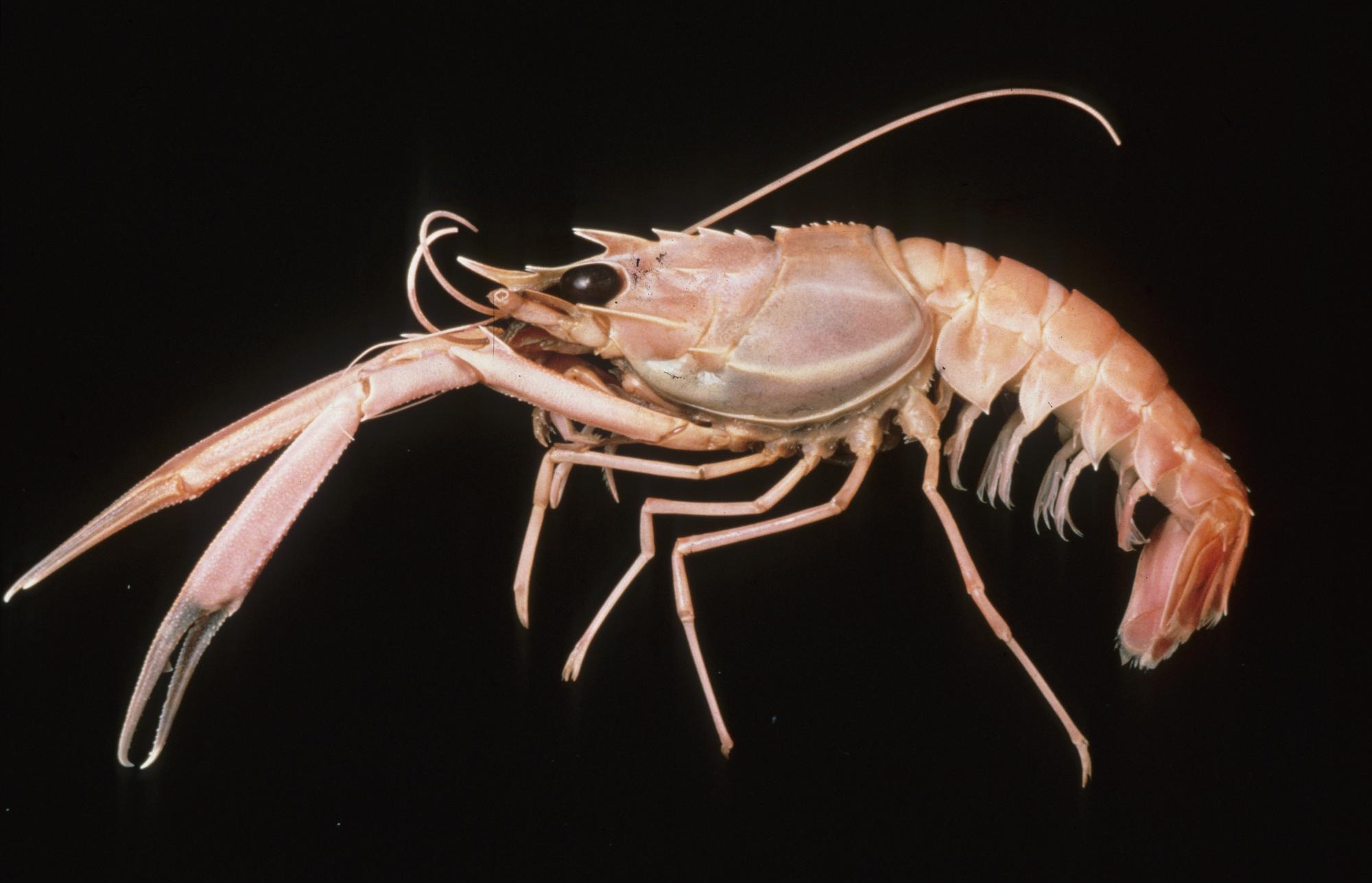 A behind-the-scenes look at our crustacean collection | Western ...