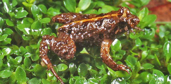 Rattling or Clicking Froglet | Western Australian Museum