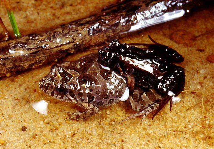 Rattling or Clicking Froglet | Western Australian Museum