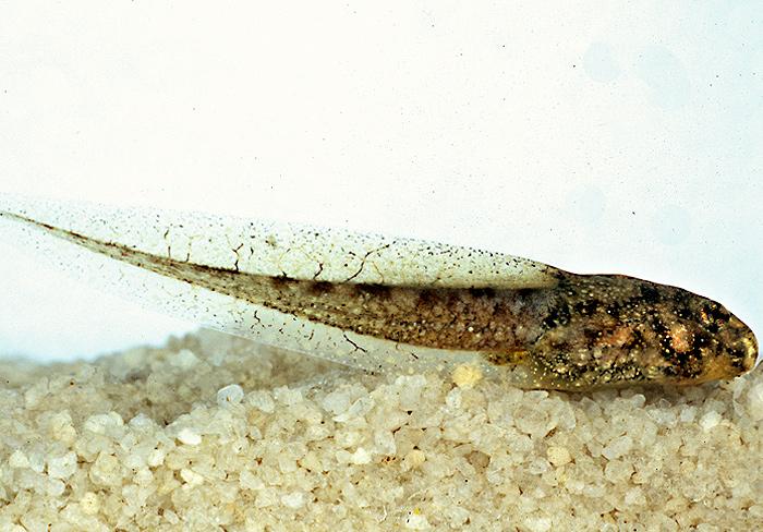 Rattling or Clicking Froglet | Western Australian Museum