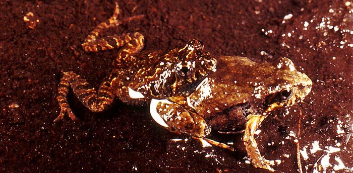 Squelching Froglet | Western Australian Museum