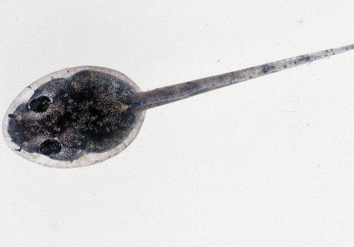 Squelching Froglet | Western Australian Museum