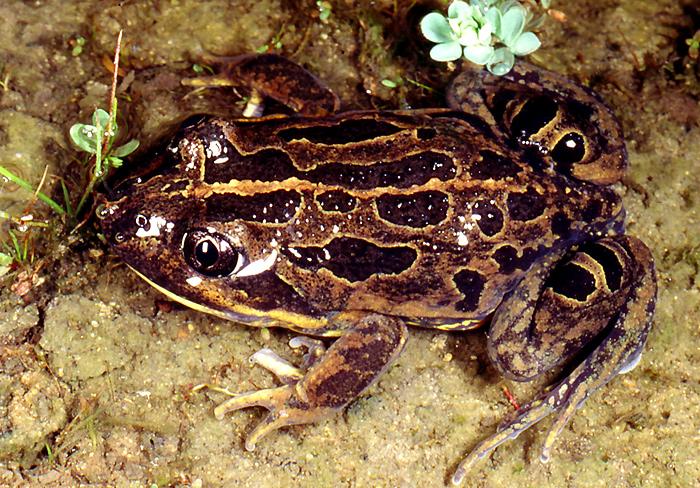 Western Banjo Frog | Western Australian Museum