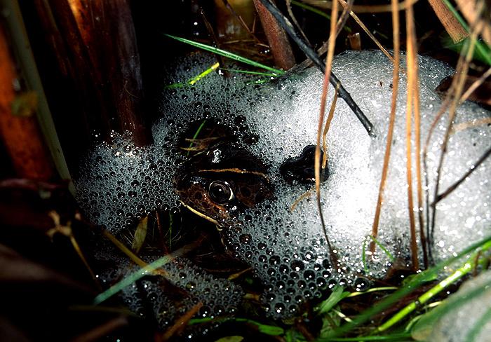 Western Banjo Frog | Western Australian Museum