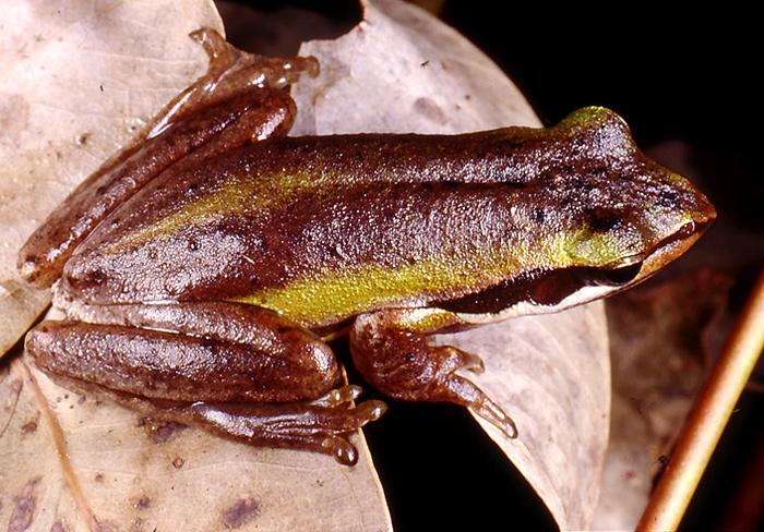 Slender Tree Frog | Western Australian Museum