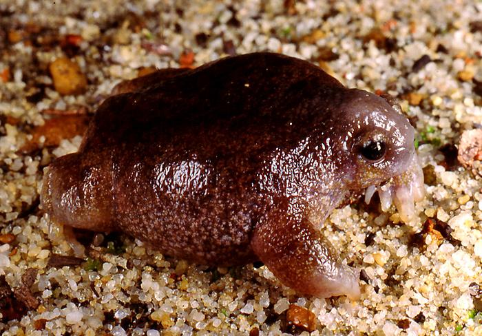 Turtle Frog | Western Australian Museum