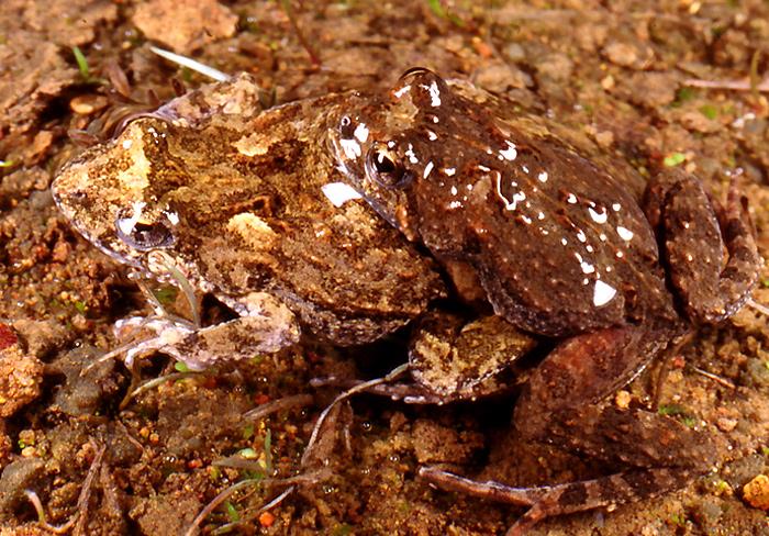 Bleating Froglet | Western Australian Museum