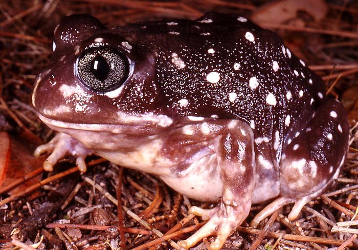 Western Spotted Frog | Western Australian Museum