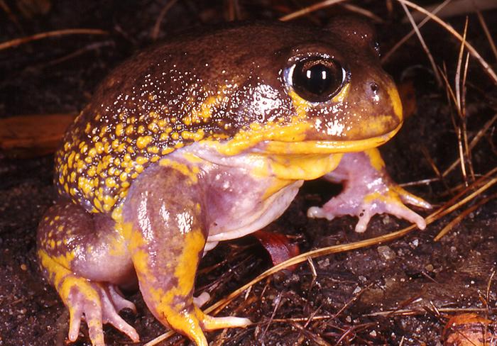 Hooting Frog | Western Australian Museum