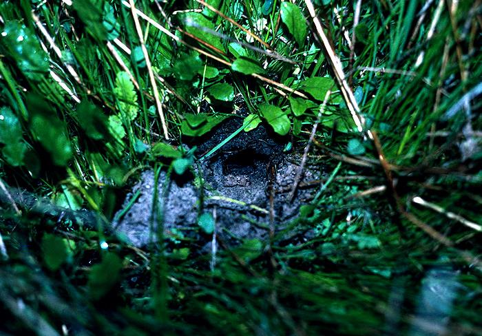 Sand Frog | Western Australian Museum
