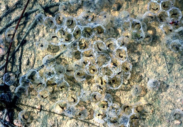 Humming Frog | Western Australian Museum