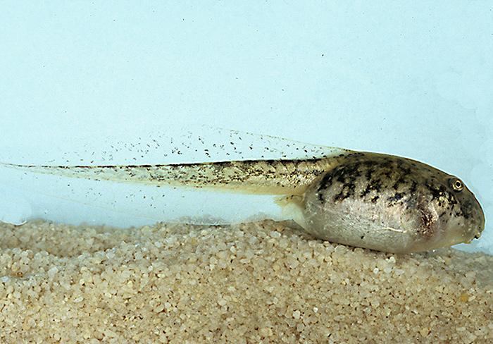 Humming Frog | Western Australian Museum