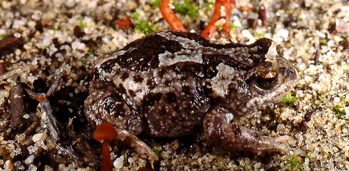 Crawling Toadlet | Western Australian Museum