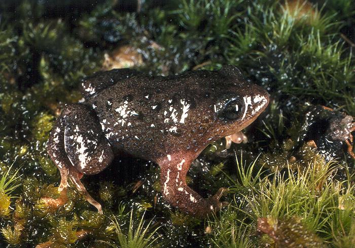 White-bellied Frog | Western Australian Museum