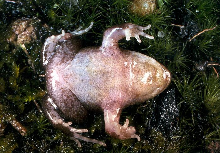 White-bellied Frog | Western Australian Museum