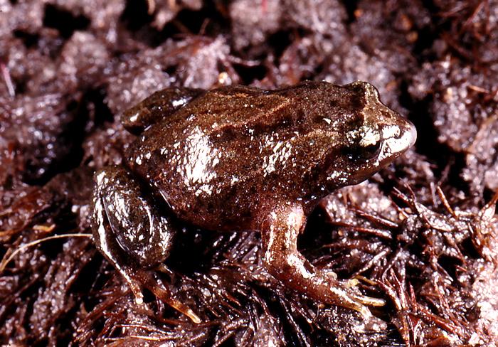 Walpole Frog | Western Australian Museum