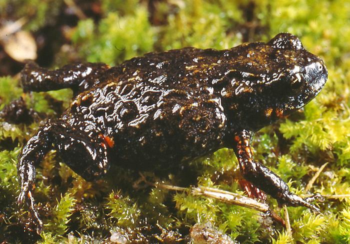Forest Toadlet | Western Australian Museum