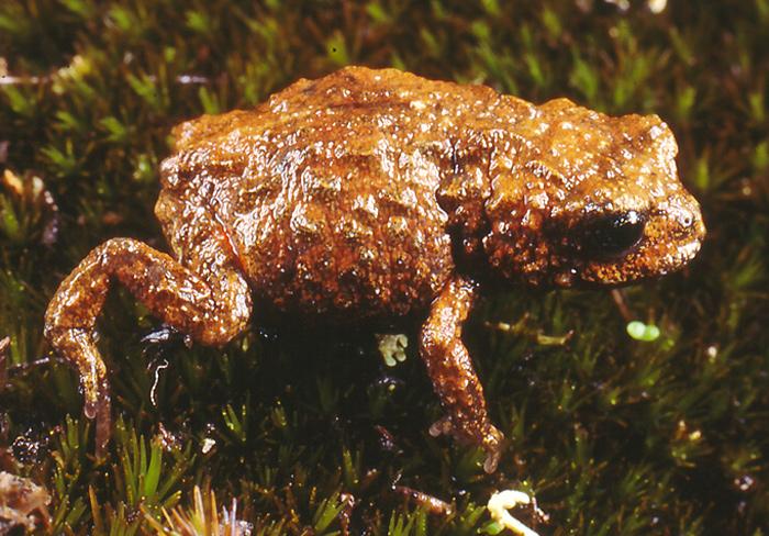 Forest Toadlet | Western Australian Museum